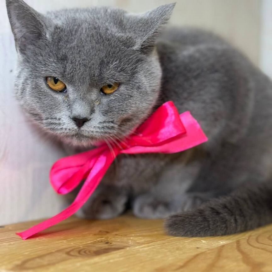 Британка в добрые руки