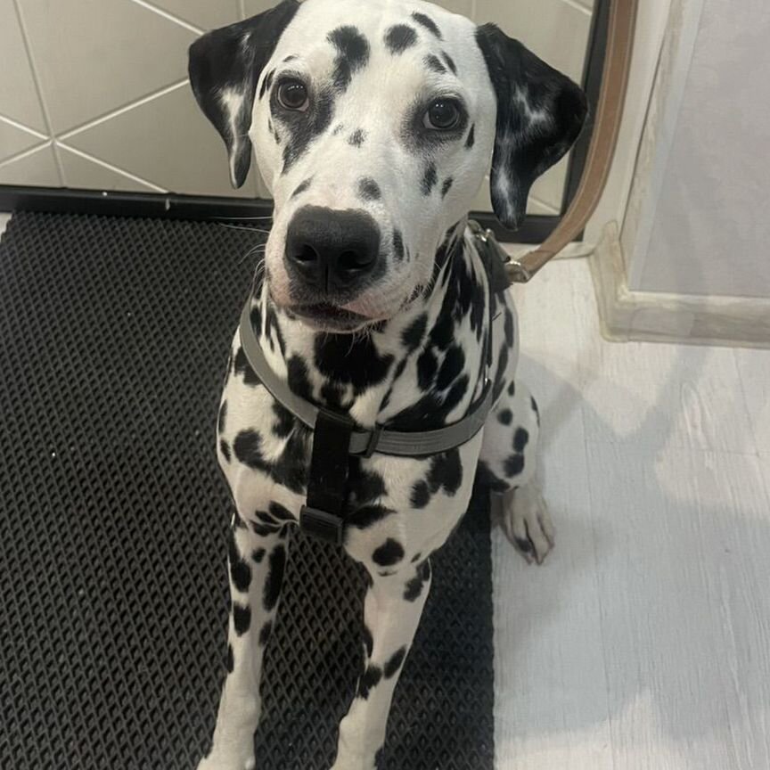 Далматин, щенок