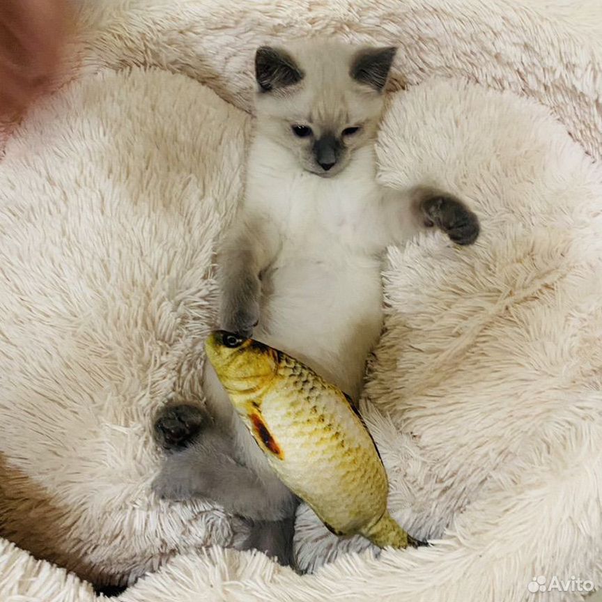 Отдам в добрые руки котенка
