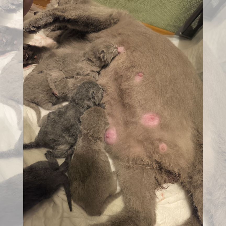 Британский короткошёрстный котёнок