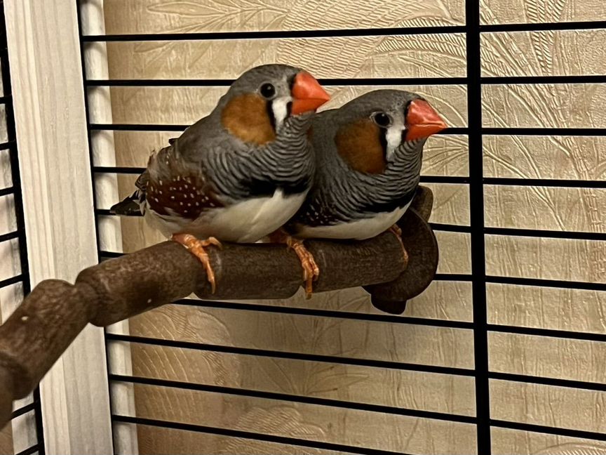 Клетка и амадины