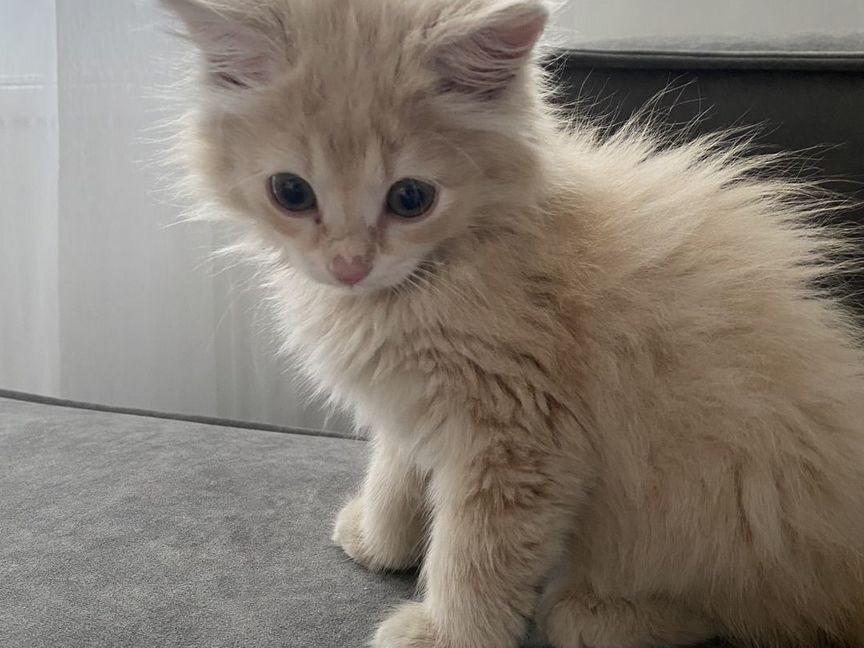 Кошечка