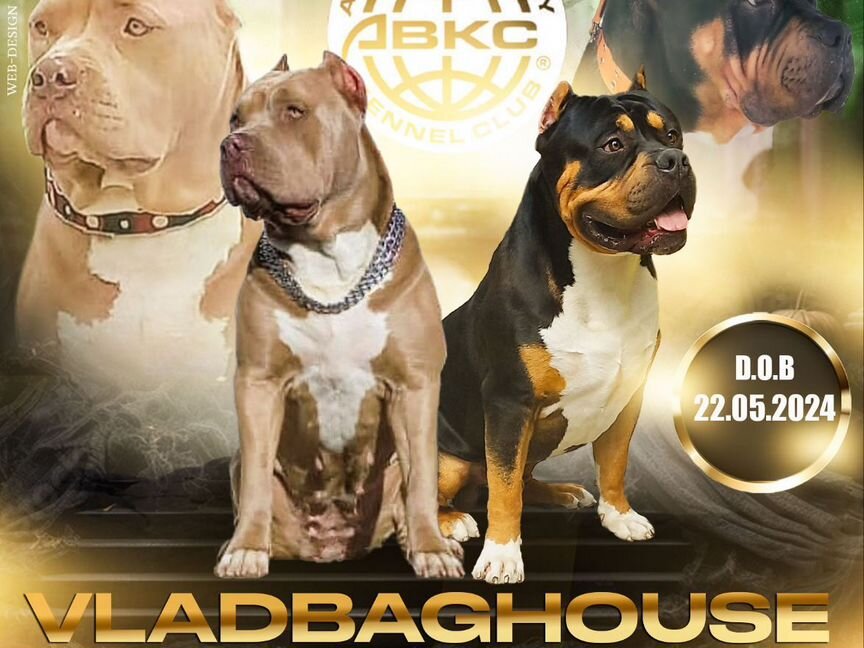 Американский булли xl