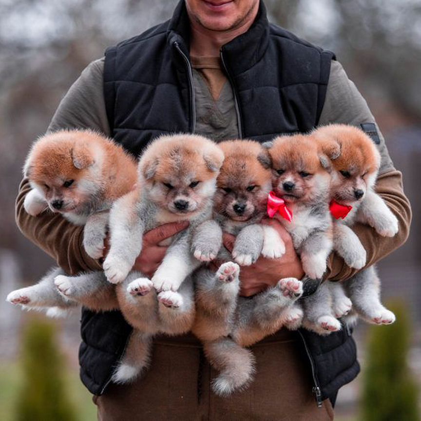 Щенки акита, предварительная бронь