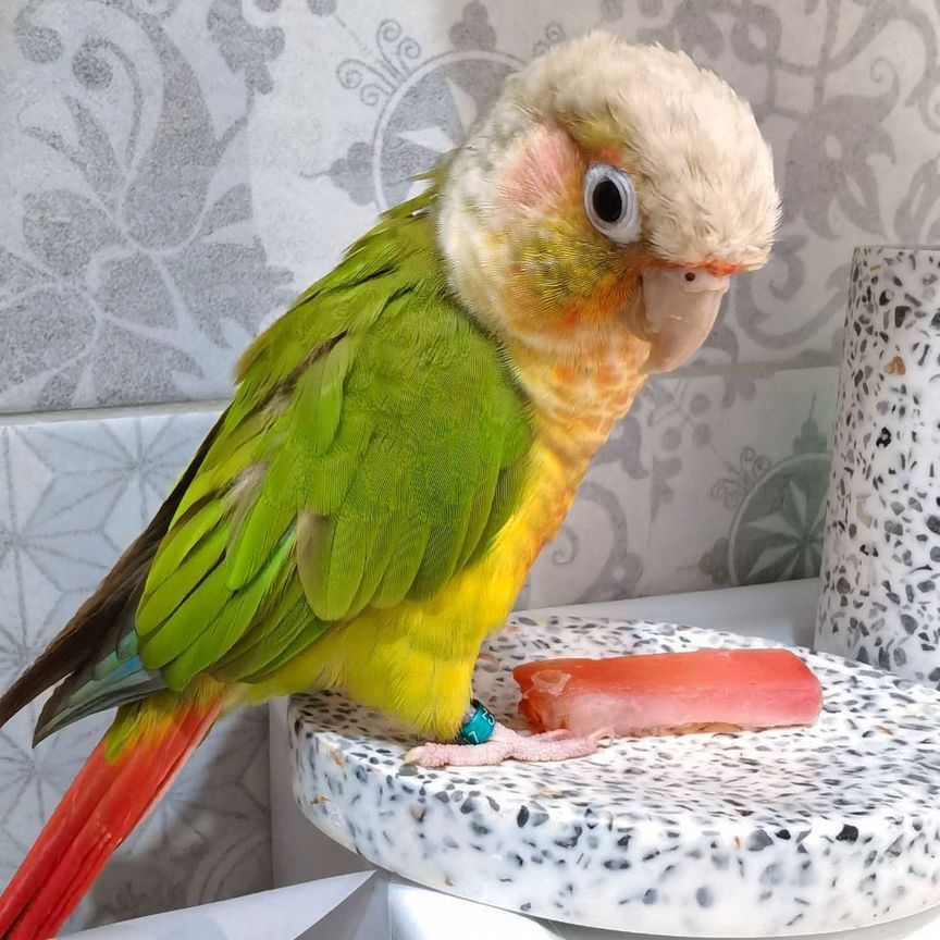 Продаем попугая пиррура ананас малине