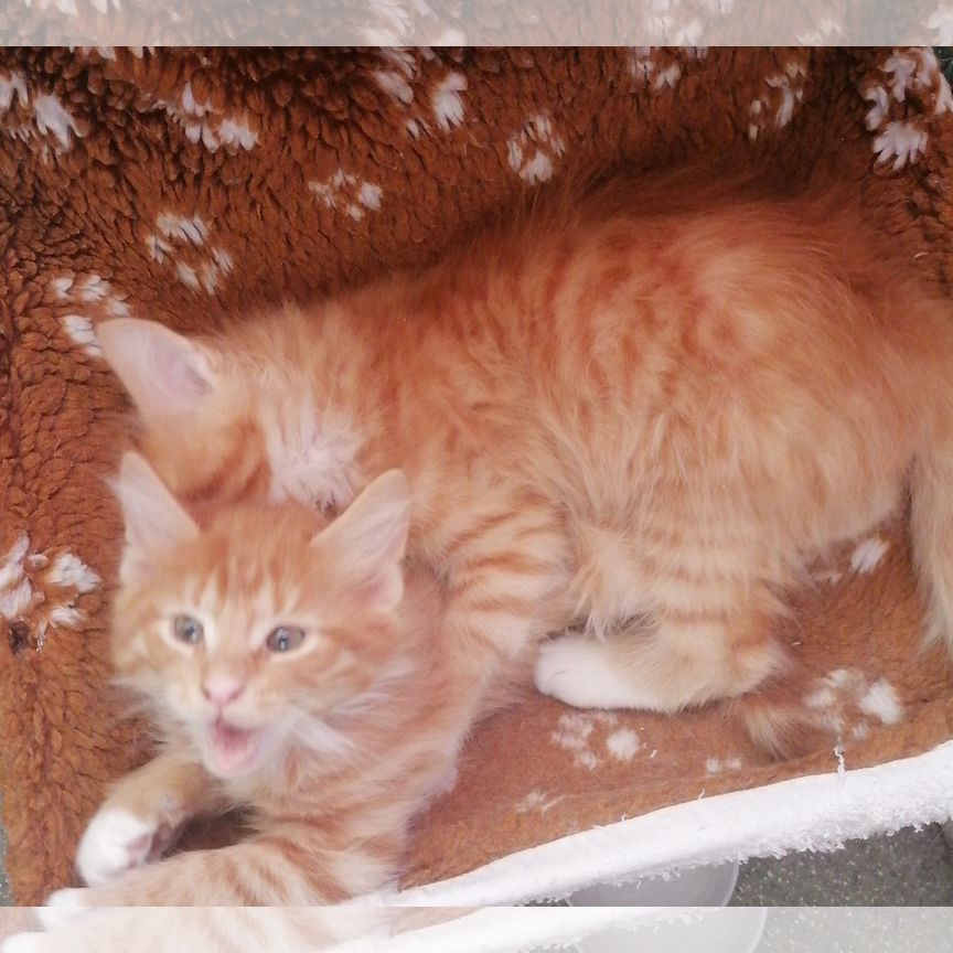 Мейн-кун котёнок