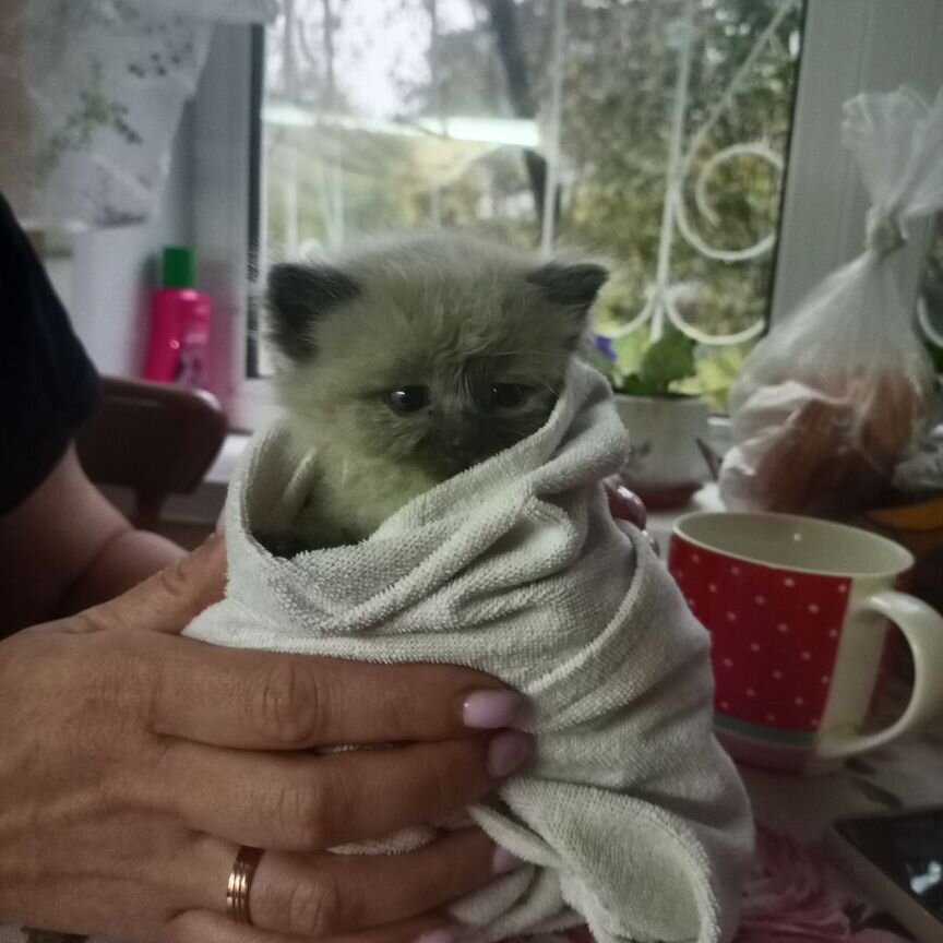 Котёнок в добрые руки