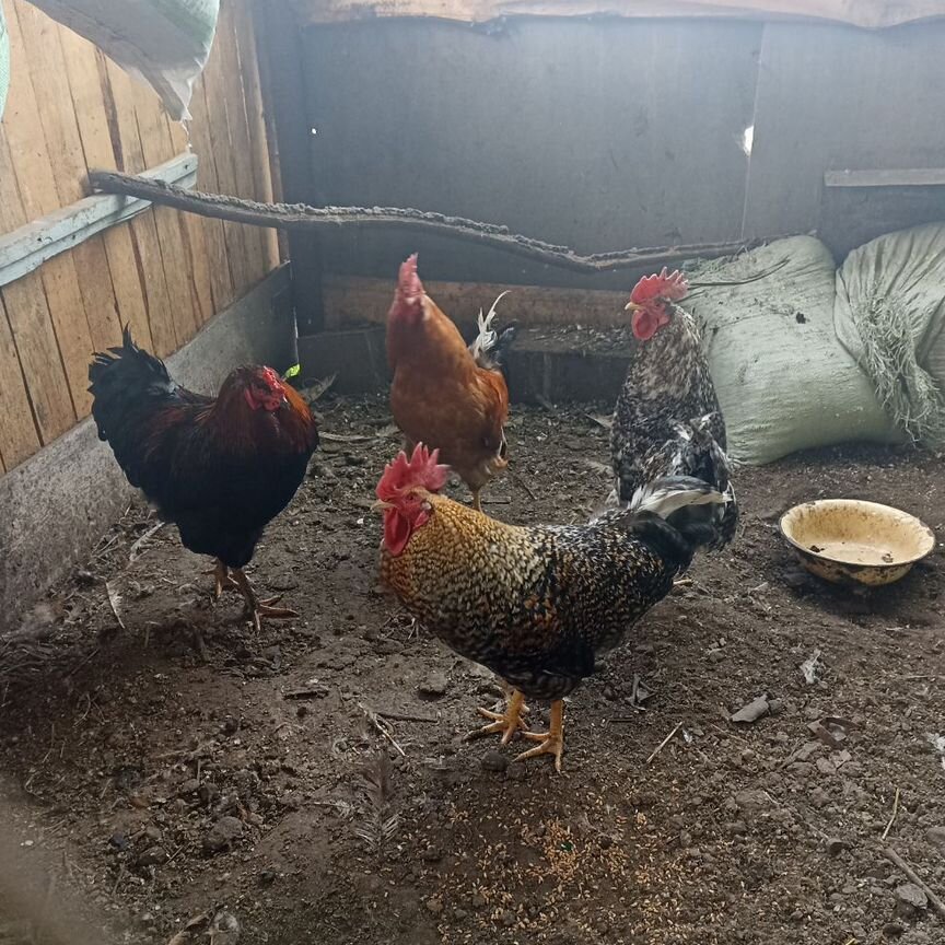 Петух молодой домашний