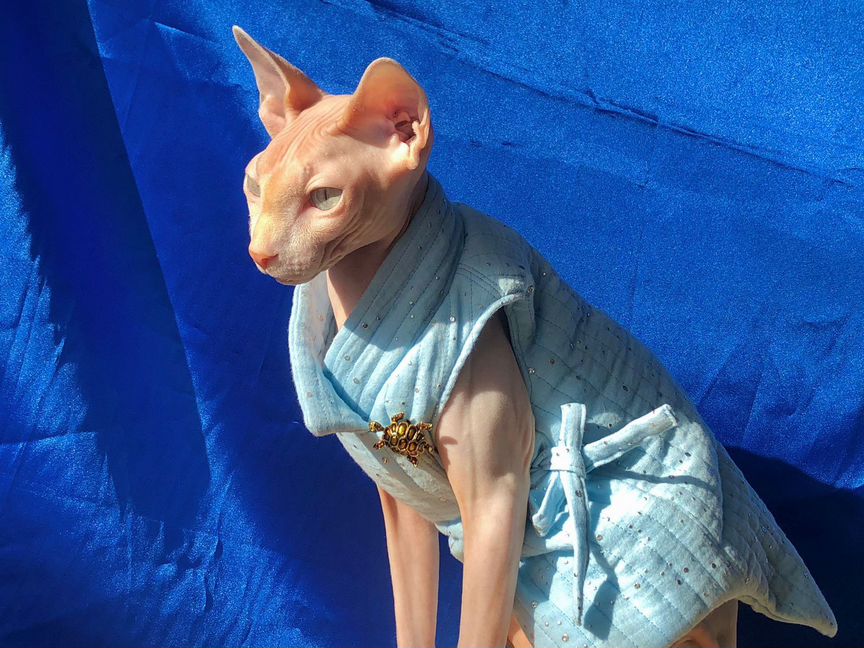 Выкройка одежды кошек/собак