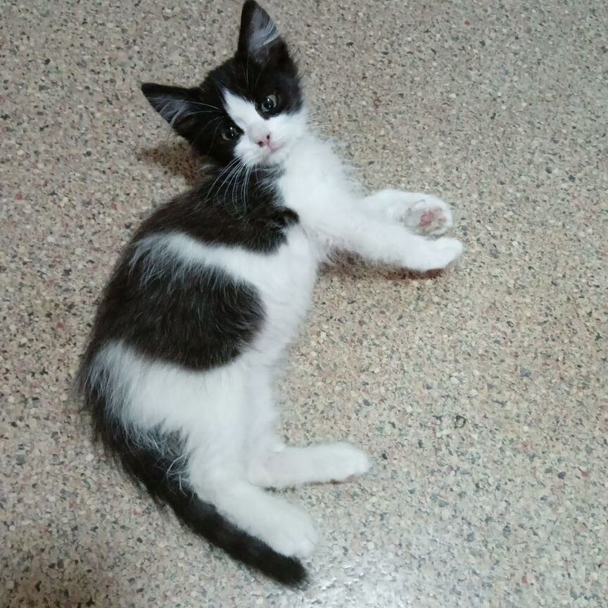 Котик от британской кошки