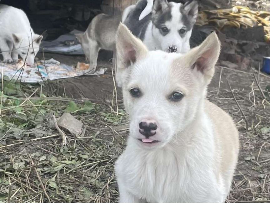 Щенки сибирской хаски/лайки помесные