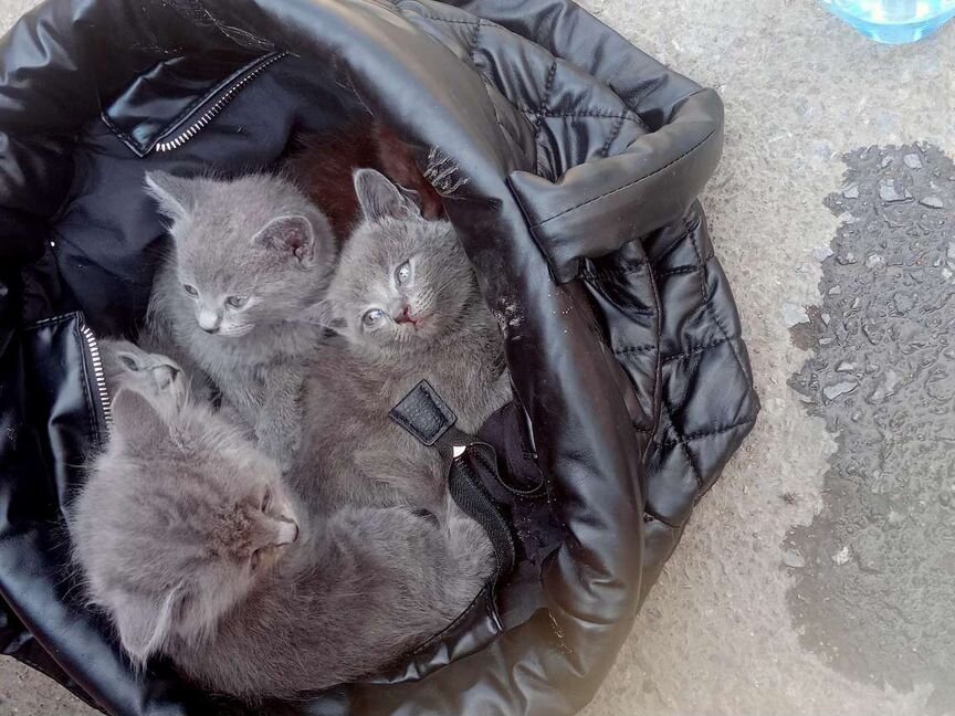 Продадим катят, породистые