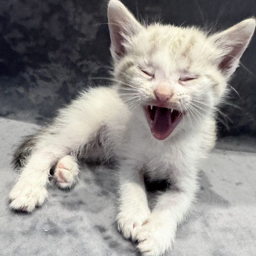 Котёнок в добрые руки