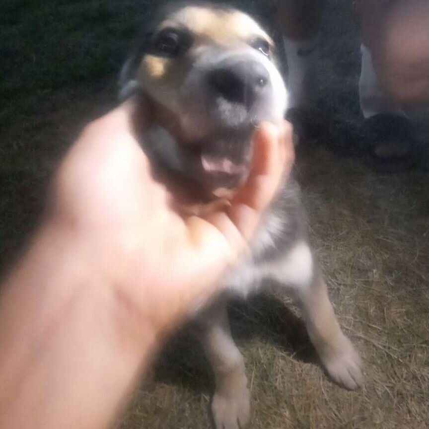 Щенок в добрые руки бесплатно дворняжка девочка