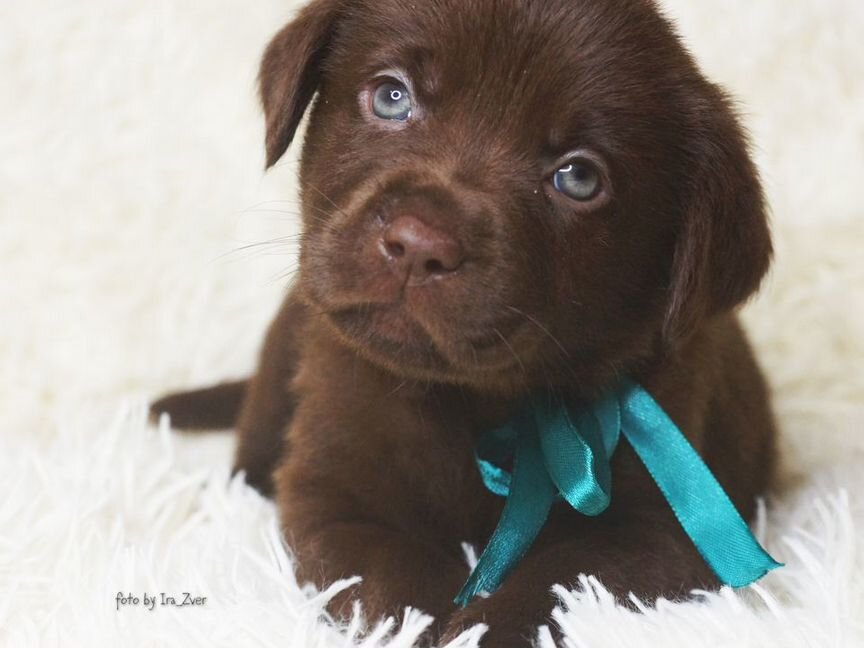 Щенки -шоколадки с документами. Доставка