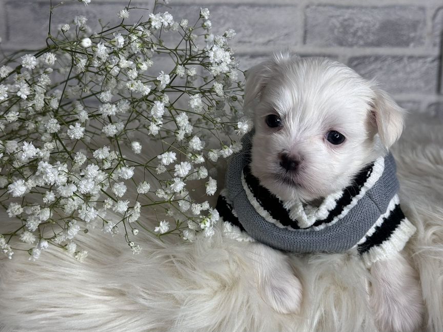 Щенки мальтезе