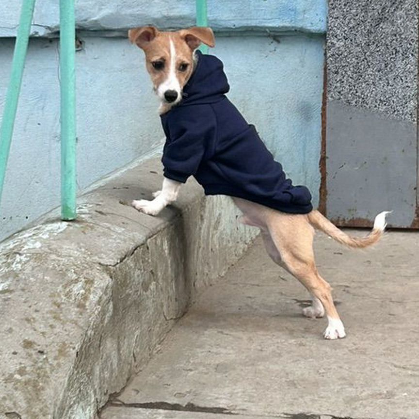 Продаю собаку