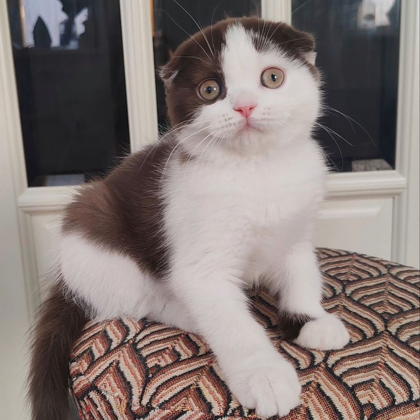 Скоттиш фолд шоколад биколор