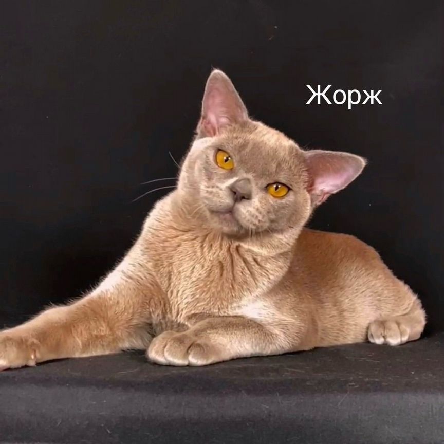 Бурманские котята