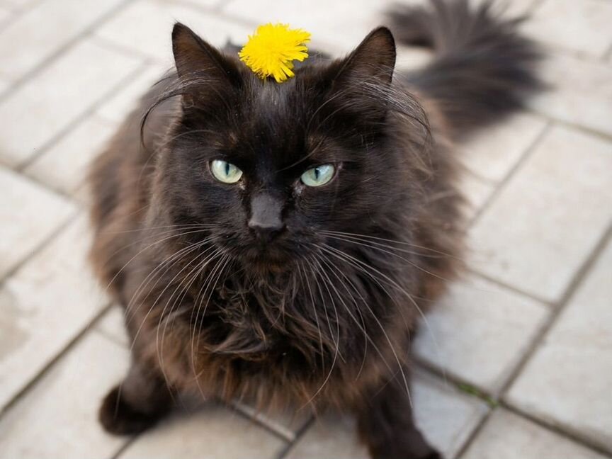Кот