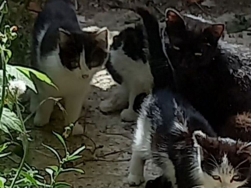 Котята в добрые руки