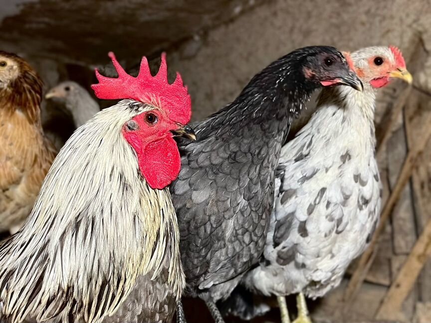 Инкубационное яйцо Сильверудд Блю