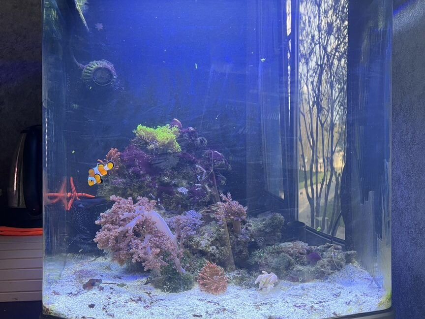 Морской аквариум