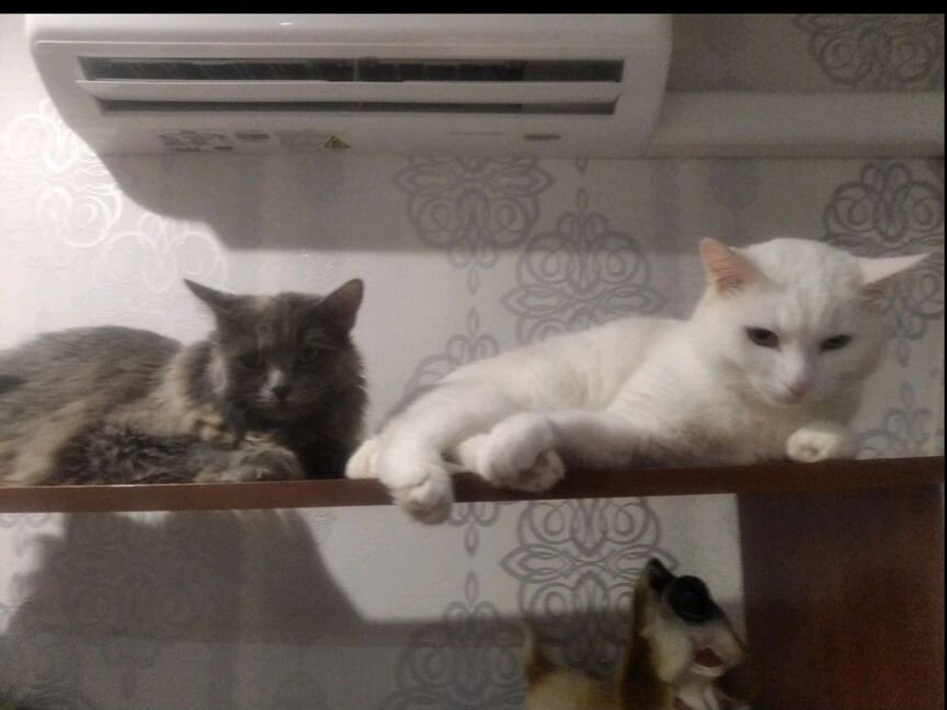 Кошки в добрые руки