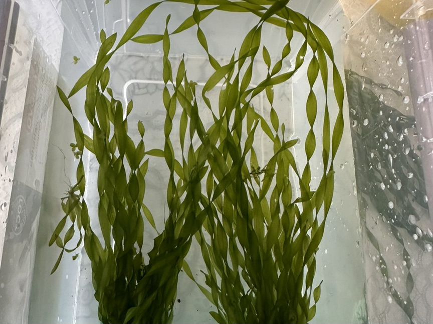 Валлиснерия спиральная