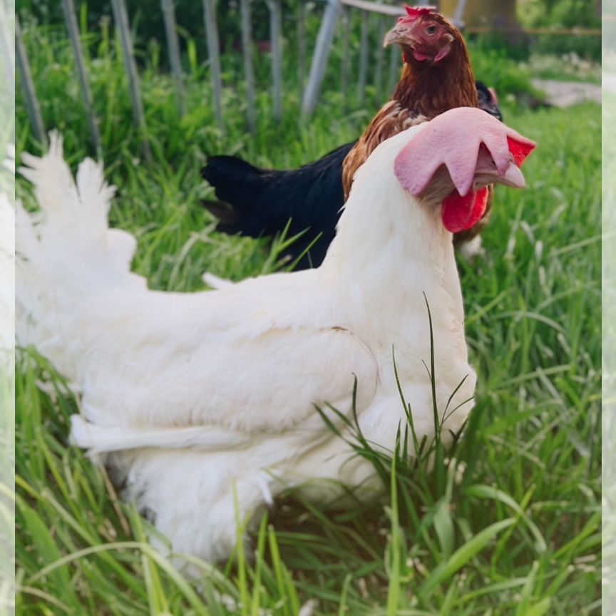 Куры в Горьковском