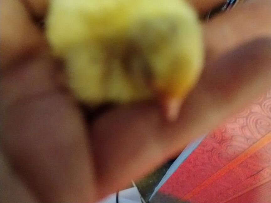 Перепела суточные