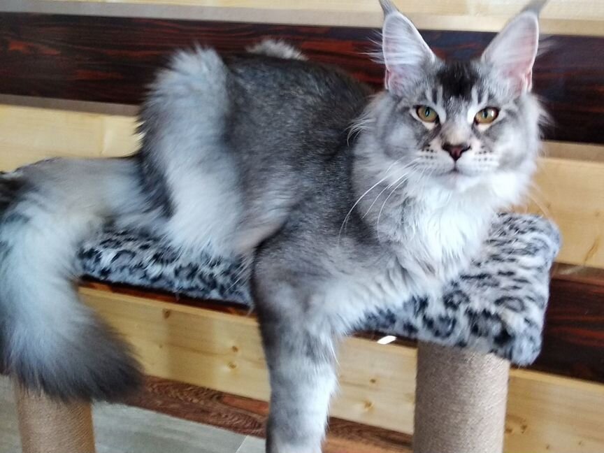 Кот мейн-кун