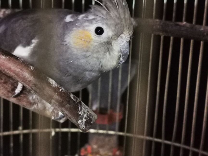 Попугай корелла девочка