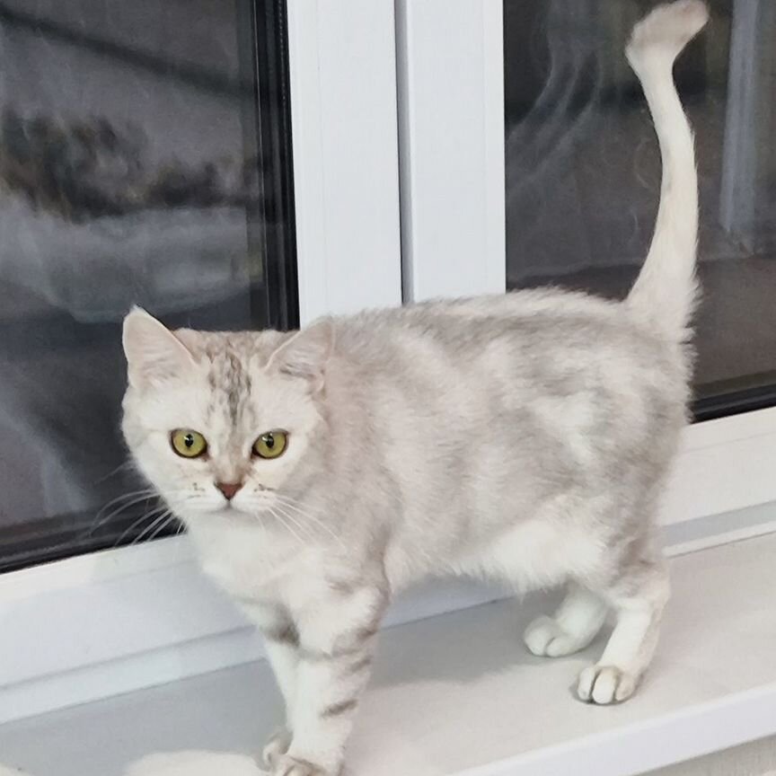 Шотландская прямоухая кошка