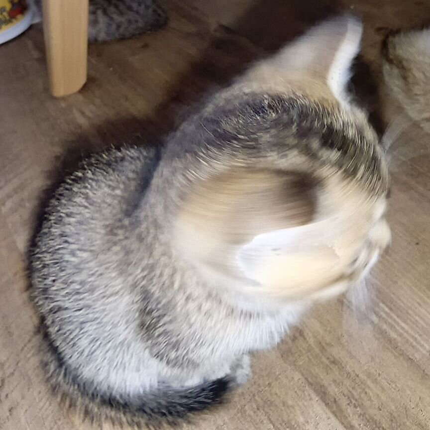 Котята в добрые руки бесплатно мальчик