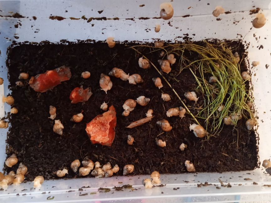 Улитки ахатины малышки