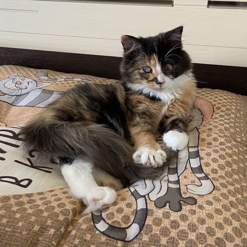 Кошка в дар бесплатно