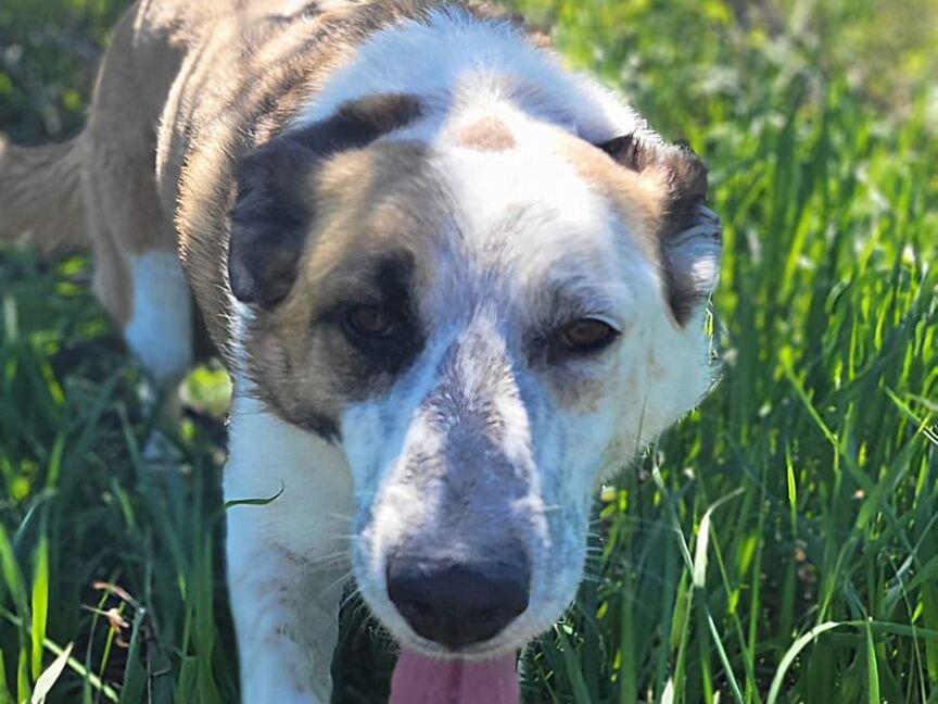 Лолита- очаровательнейшее создание из приюа ищет д