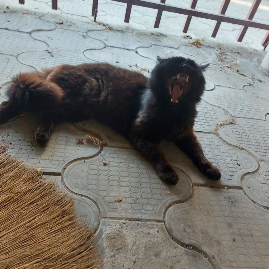 Котик
