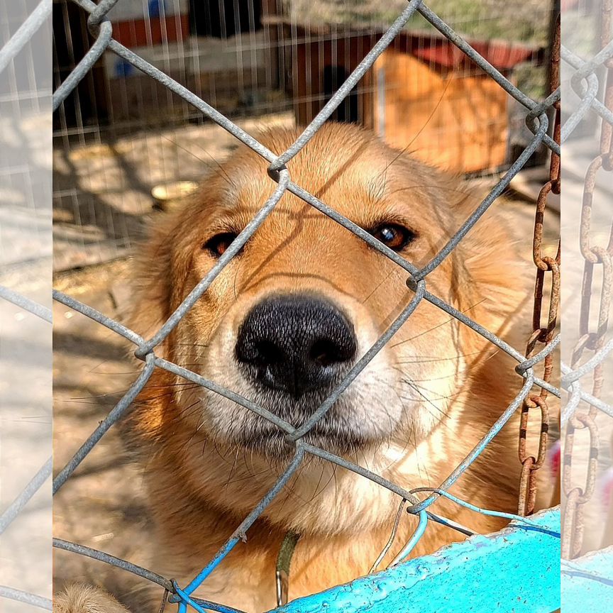 Собака в добрые руки