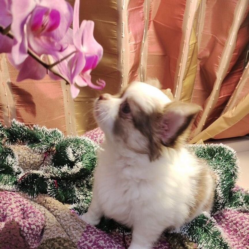 Самый обаятельный чихуа