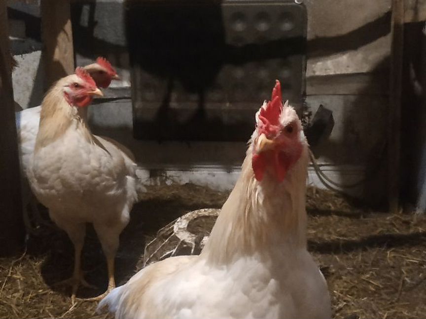 Петушки ломан браун