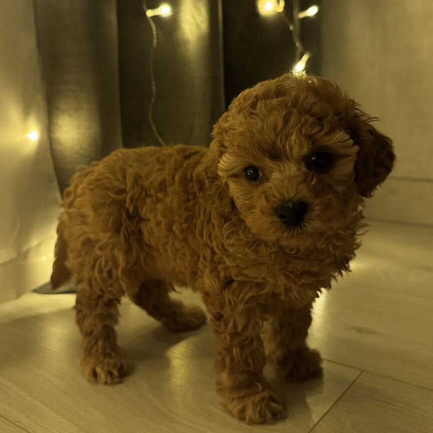 Мальтипу, щенок