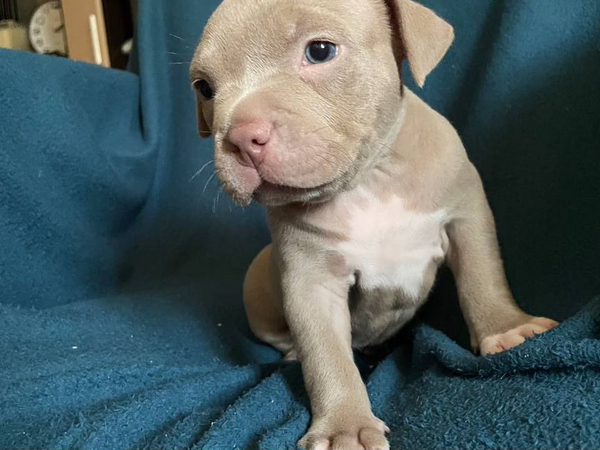 Американский булли девочка щенок