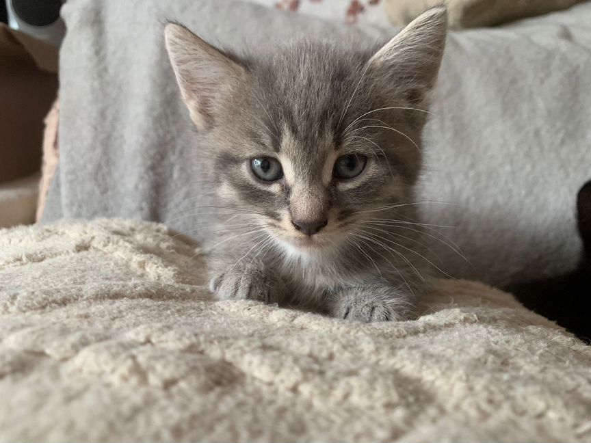 Котенок