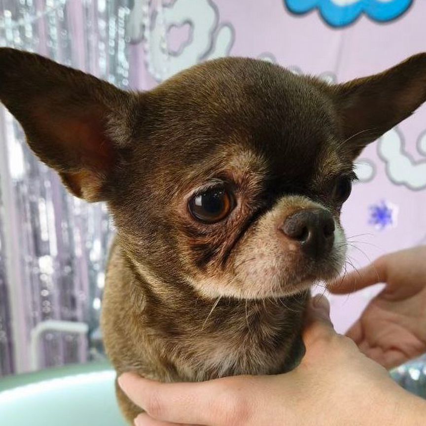 Чихуахуа, взрослая собака