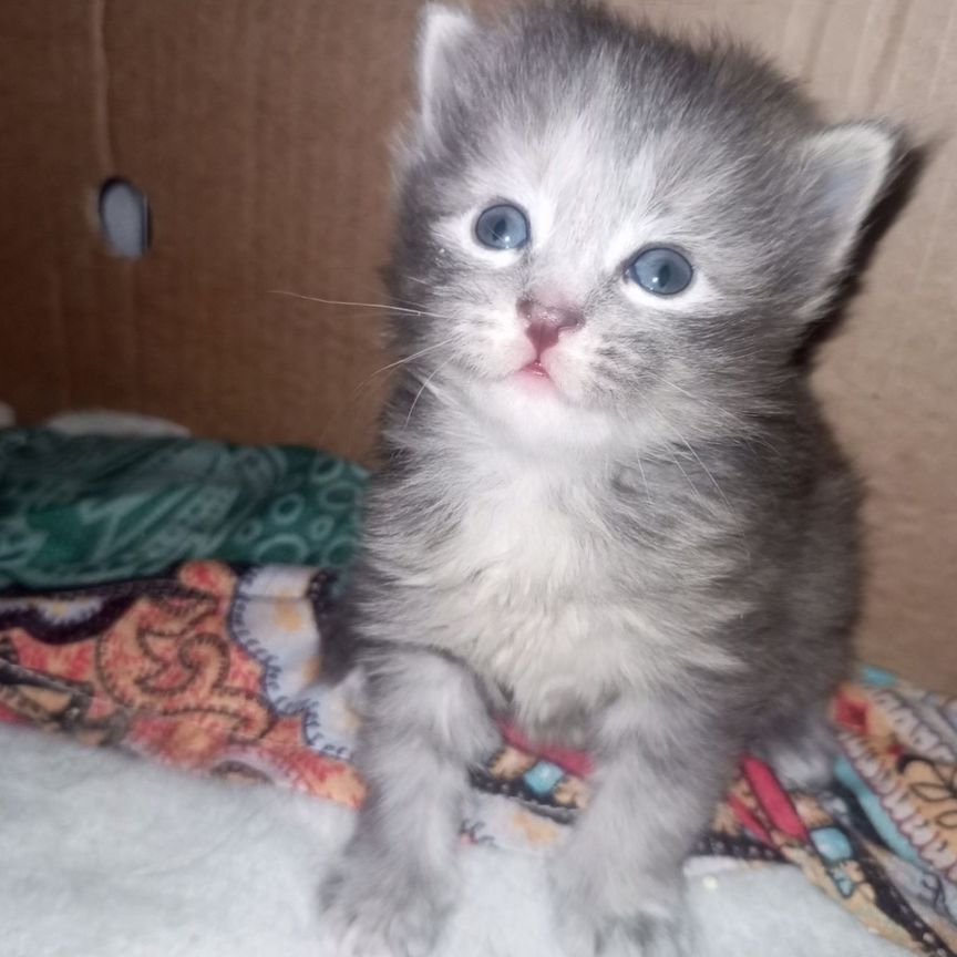 Невский маскарадный котёнок