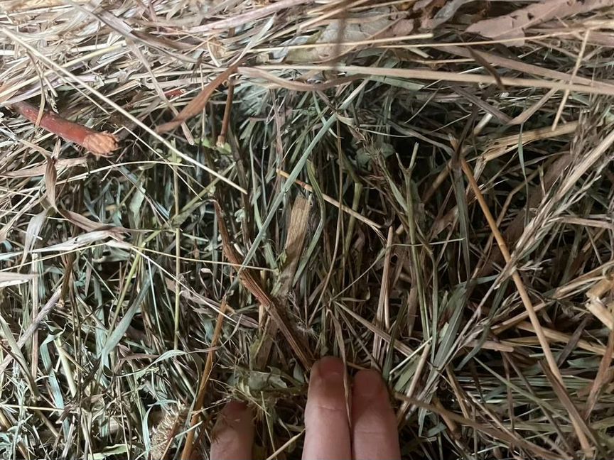 Сено Оптом с доставкой