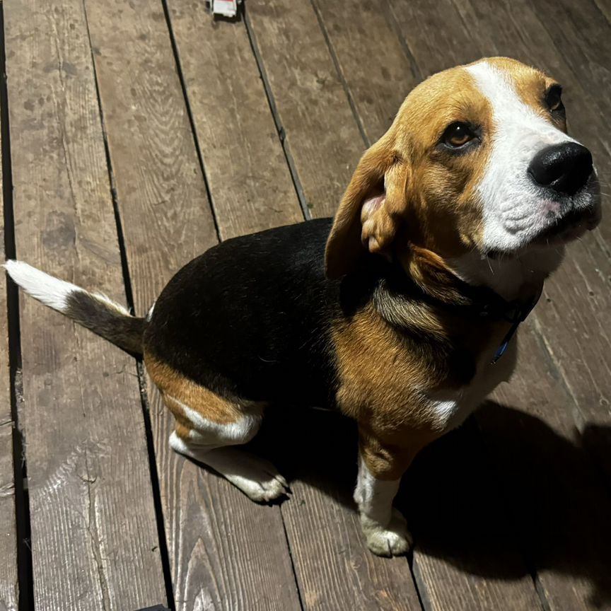 Бигль ищет нового хозяина