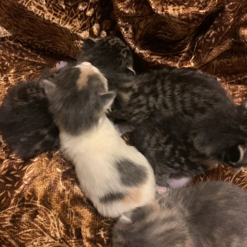 Отдам котят в добрые руки